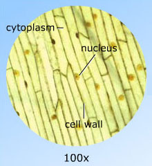 Onion Cells at 100X Magnification