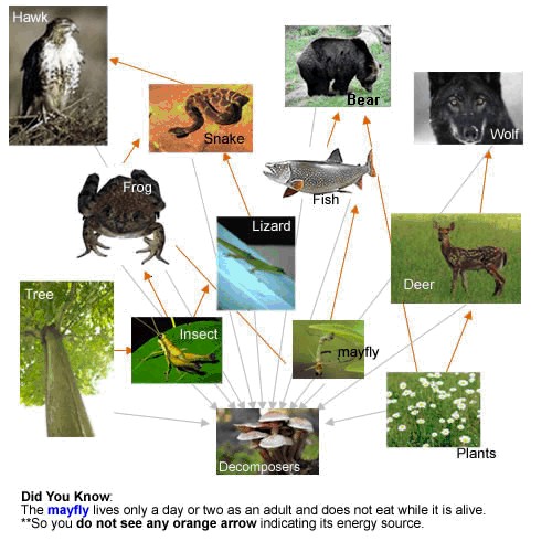 Food Web